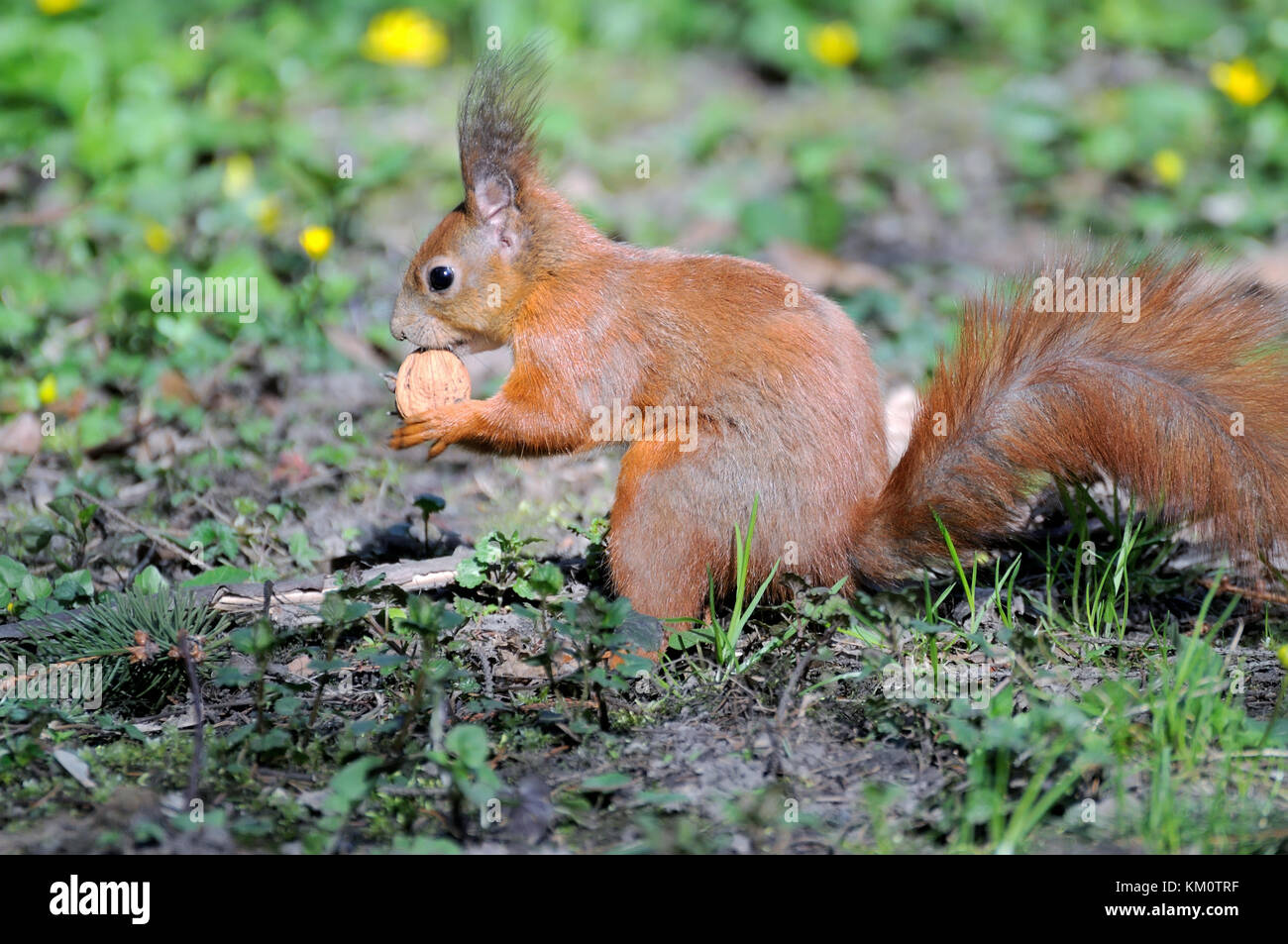 Red squirrel close up portrait Stock Photo - Alamy