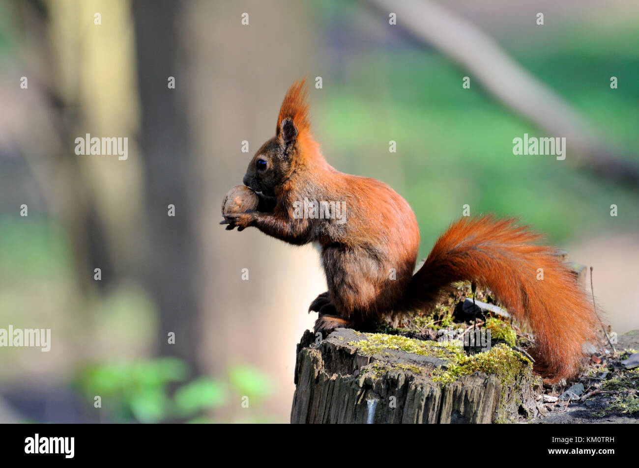 Red squirrel close up portrait Stock Photo - Alamy