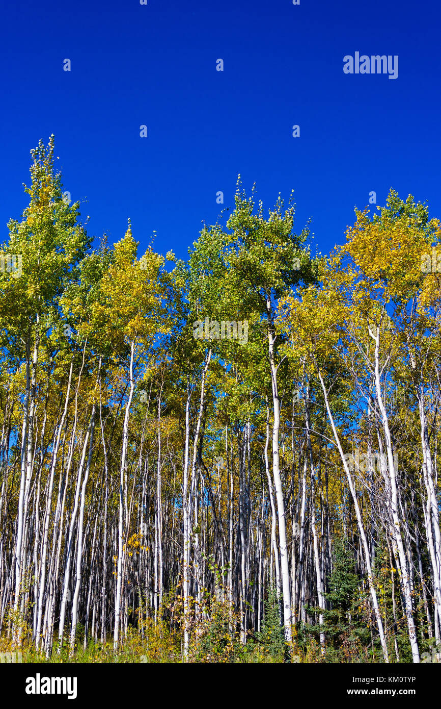 Close-up View of White Birch Stand of Trees, Yukon, Canada with Clear ...