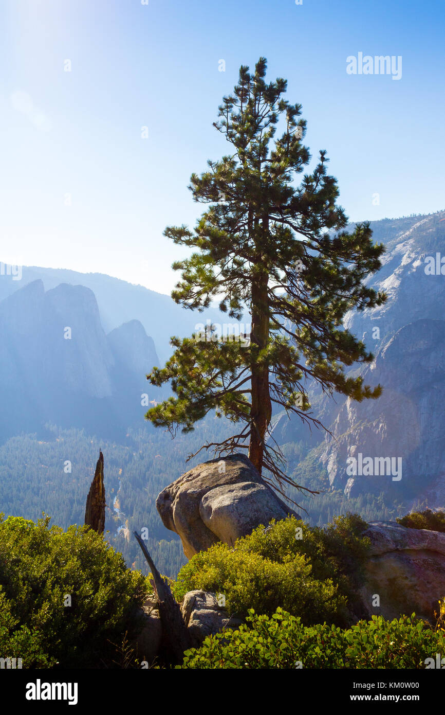 Single Tree High in the Yosemite Landscape California USA Stock Photo ...