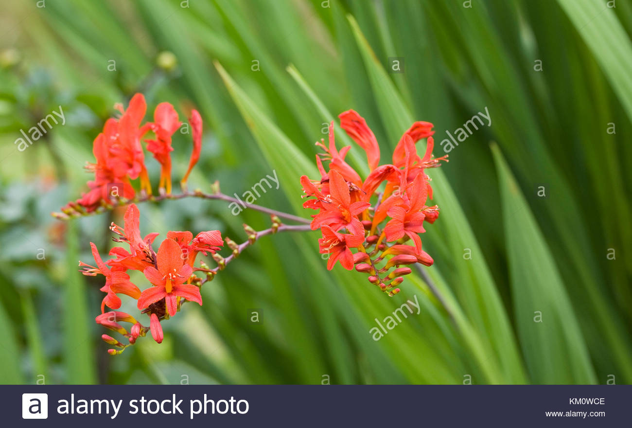 Crocosmia Lucifer Flower Stock Photos & Crocosmia Lucifer Flower Stock ...