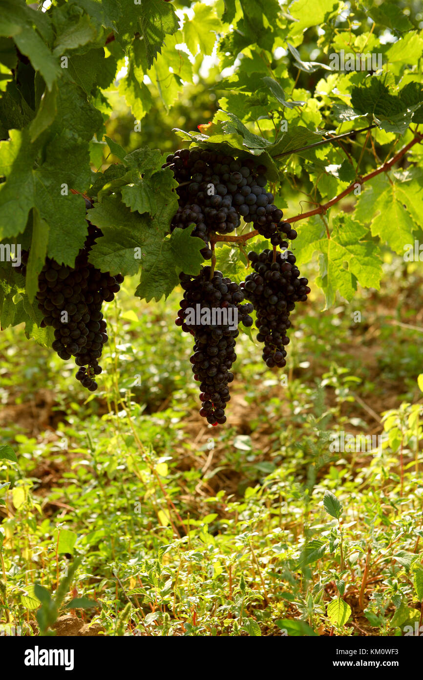 Organic fresh red wine grape in Italy Stock Photo - Alamy