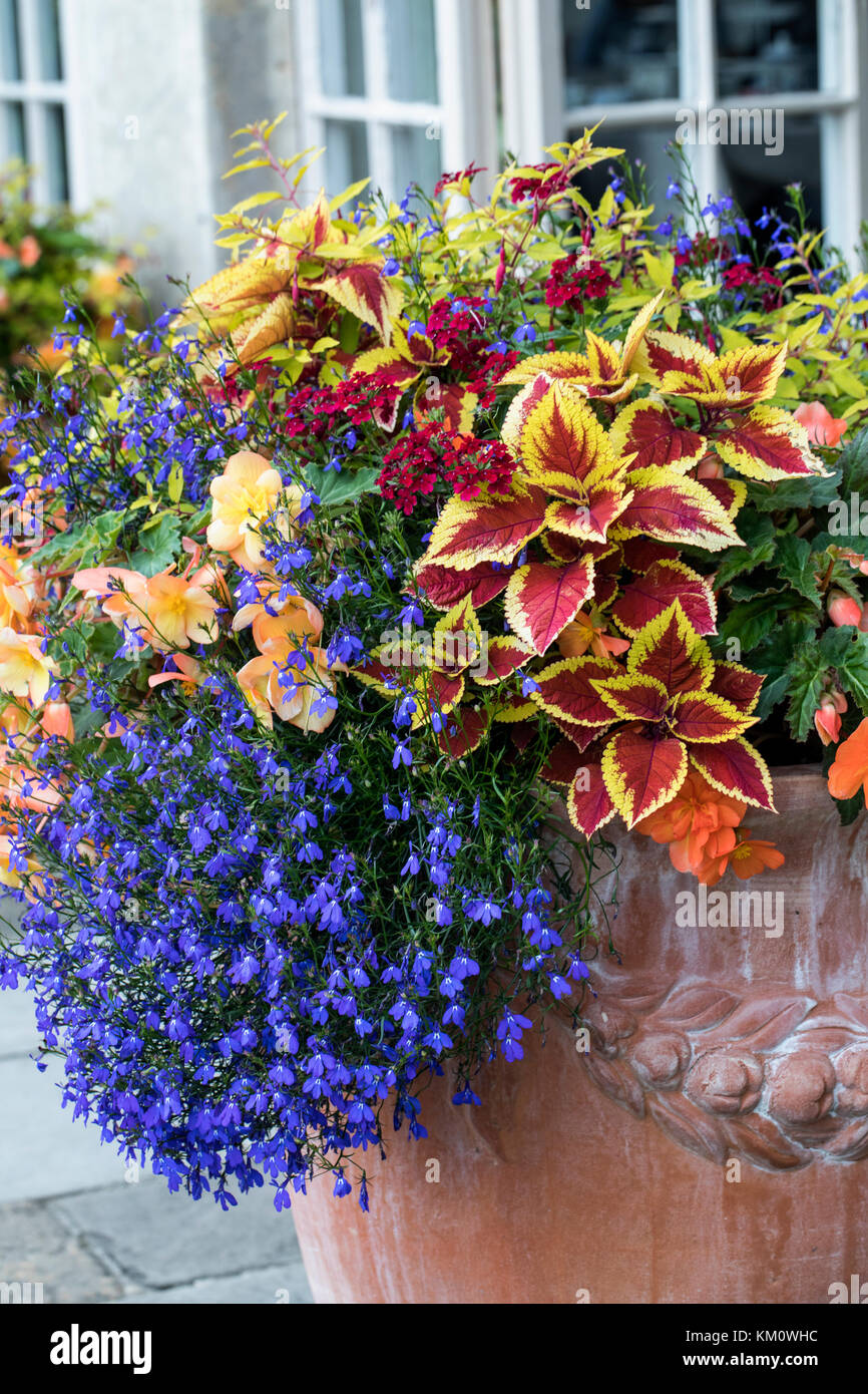 Close up of a very colourful display of summer flowers and foliage ...