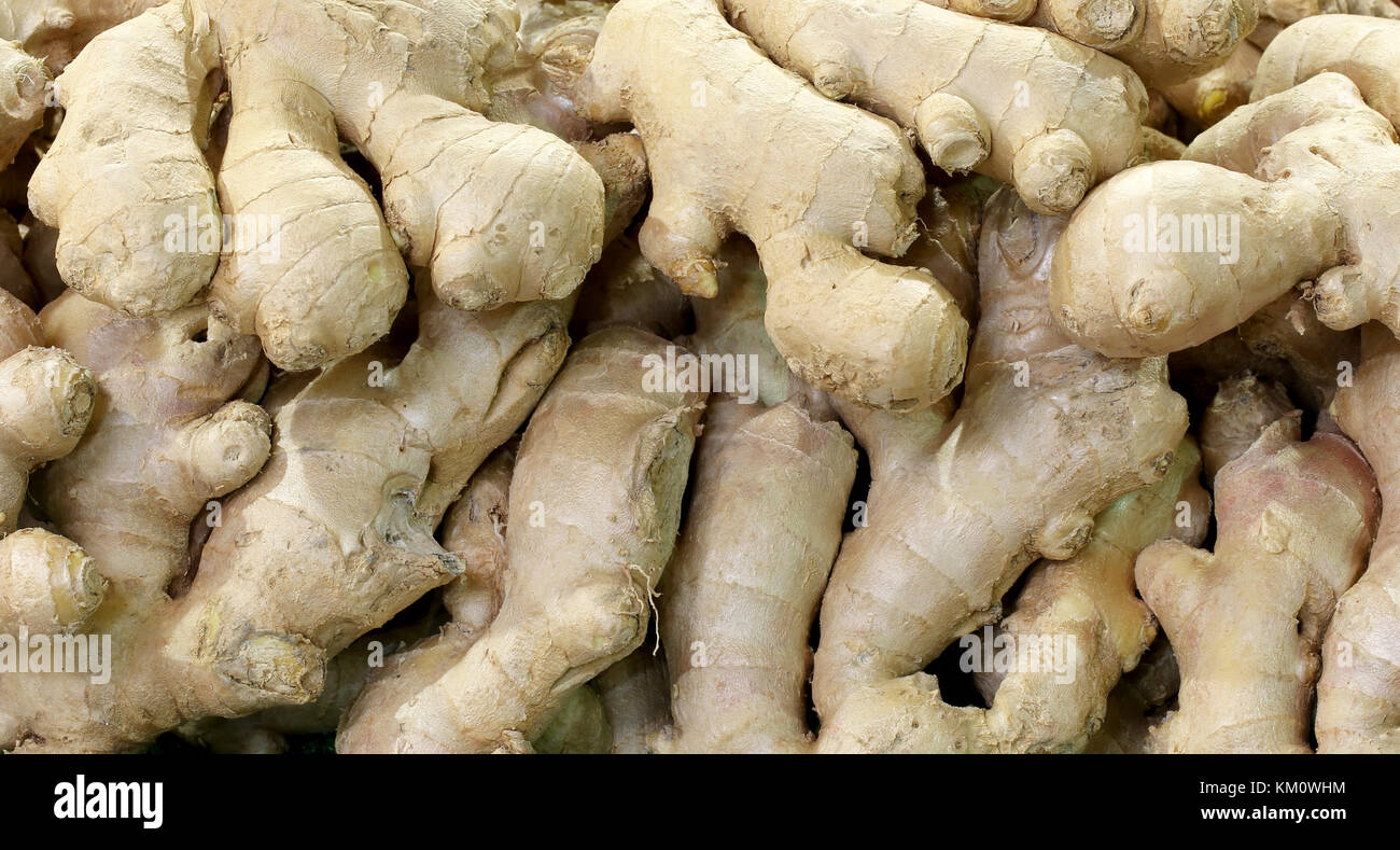 background of many big ginger roots for the preparation of spicy and ...