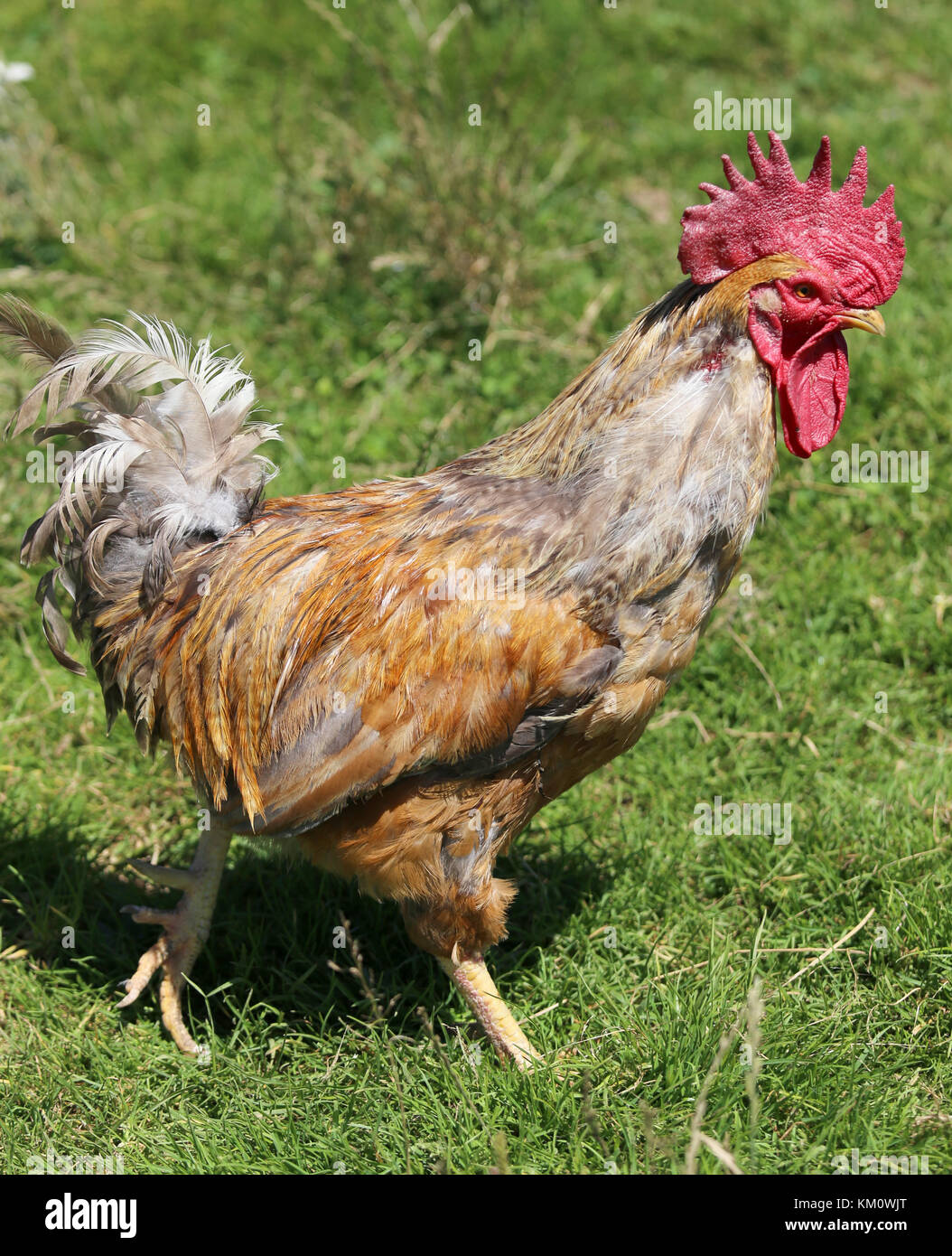 the head of the chicken coop is a proud and big rooster with the red ...