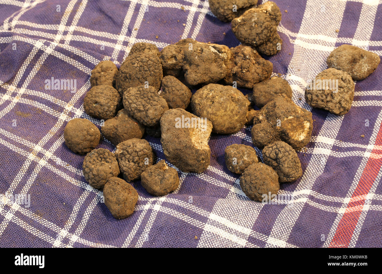 many expensive truffle mushrooms collected in the Tuscan countryside in ...