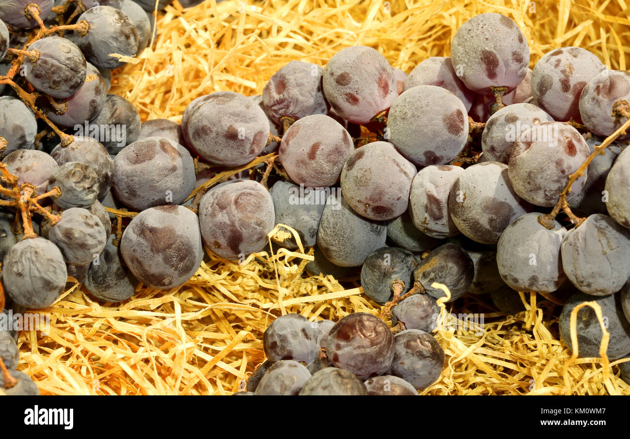 Rustic background with large ripe bunch of grapes resting on the yellow ...