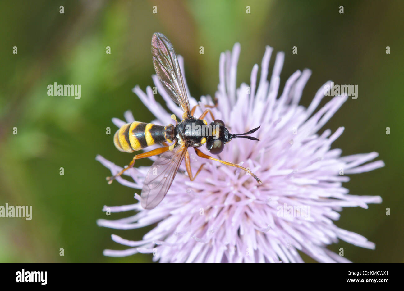 Conops quadrifasciatus (Four-banded Beegrabber) in Sussex, UK Stock ...