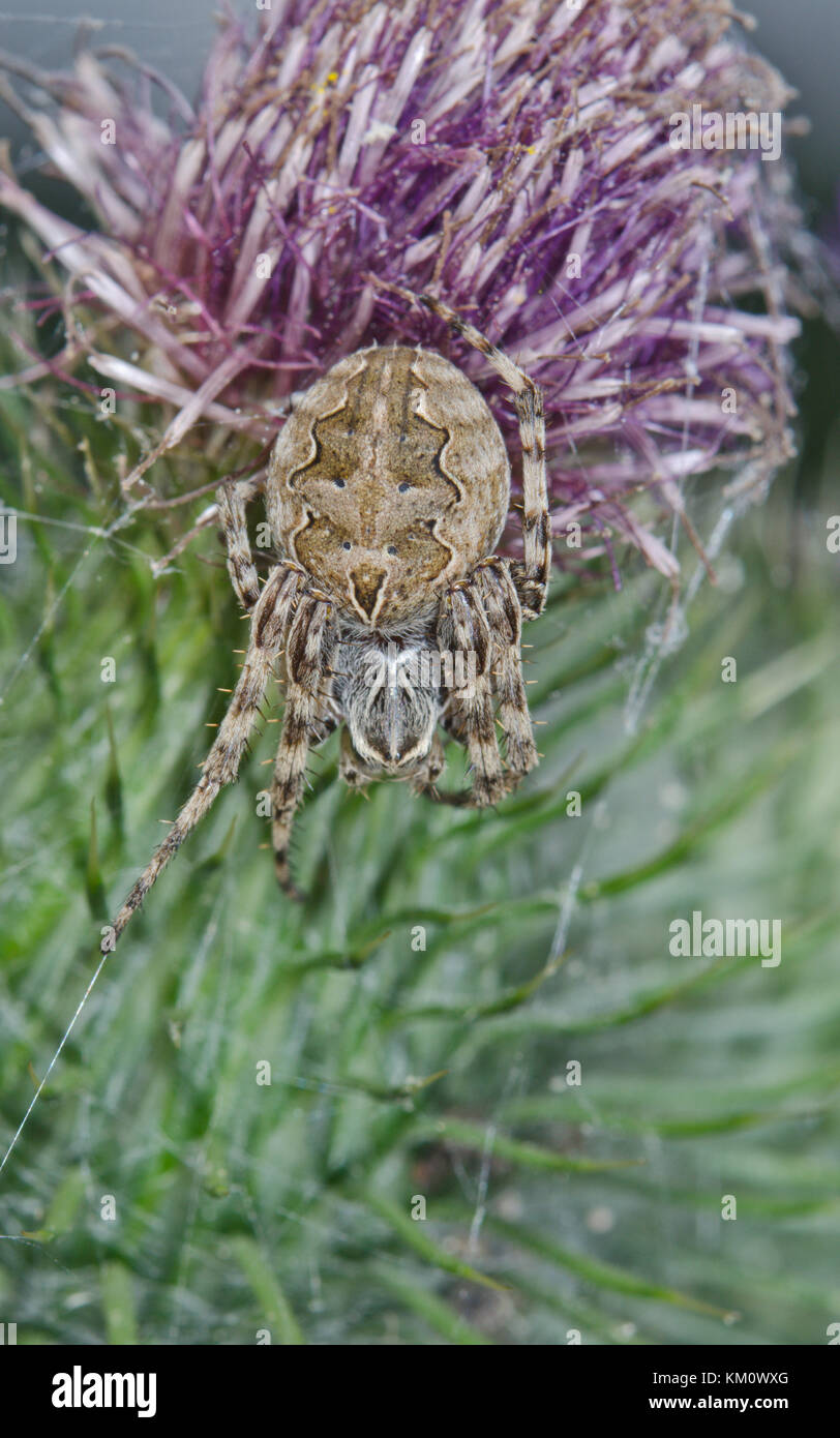 Female Bridge Orbweaver Spider (Larinioides sclopetarius) in Sussex, UK ...