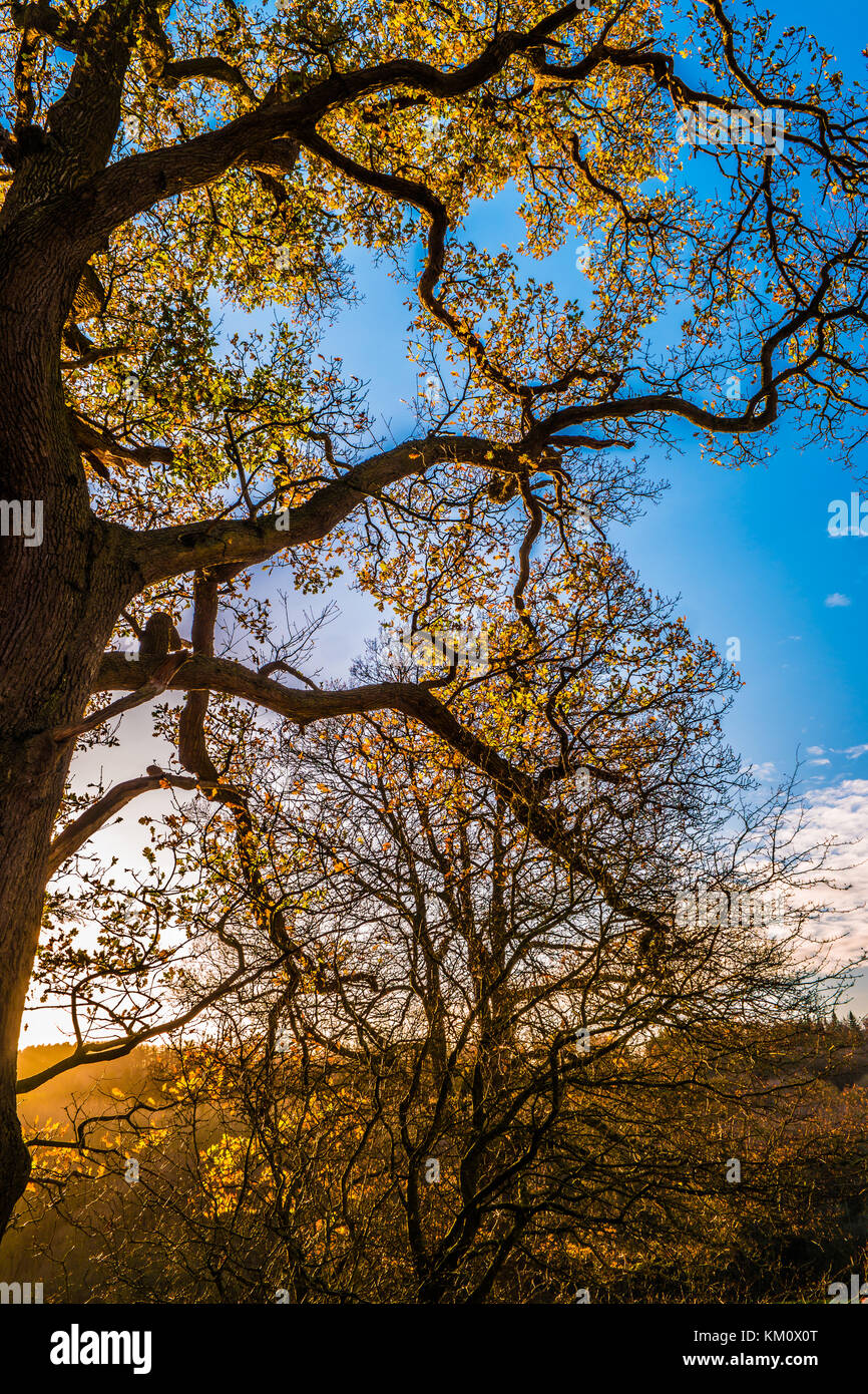 Sun setting behind tree hi-res stock photography and images - Alamy