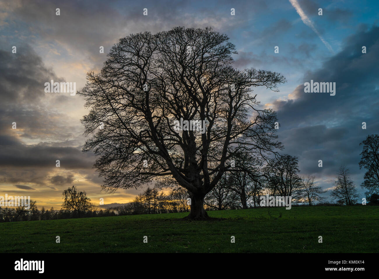 Sun setting behind a tree Stock Photo - Alamy