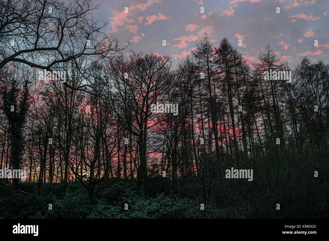 Red sunset behind trees Stock Photo - Alamy