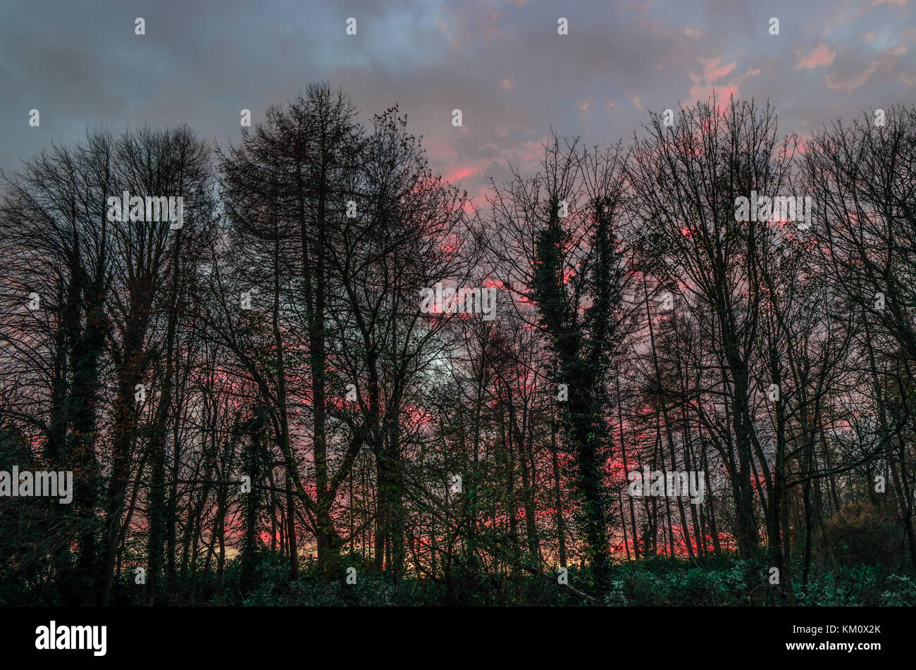 Tall red wood trees sun hi-res stock photography and images - Alamy