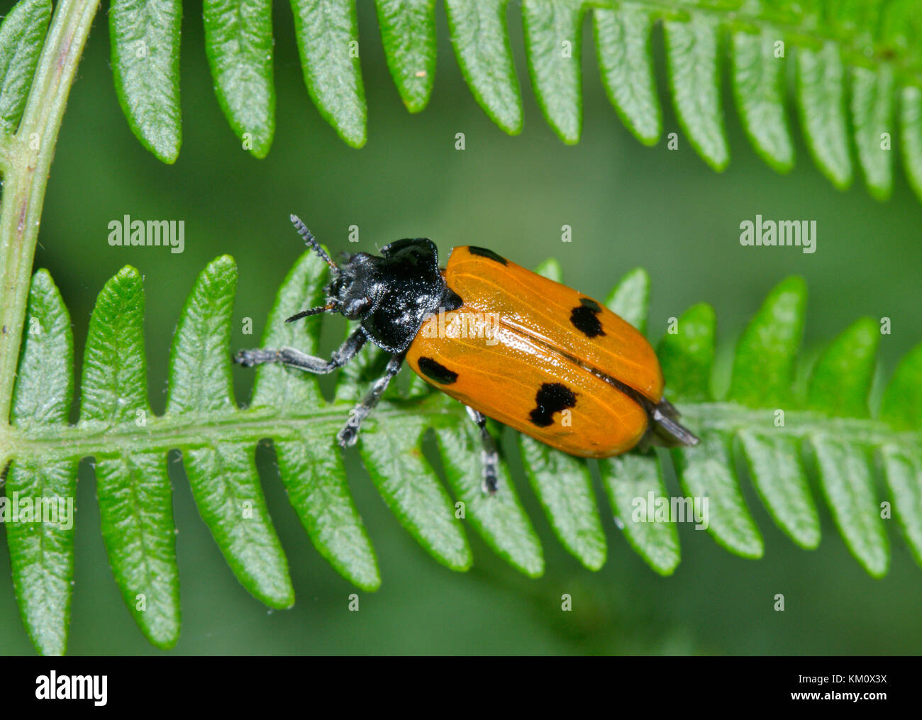 Black spotted beetles hi-res stock photography and images - Alamy