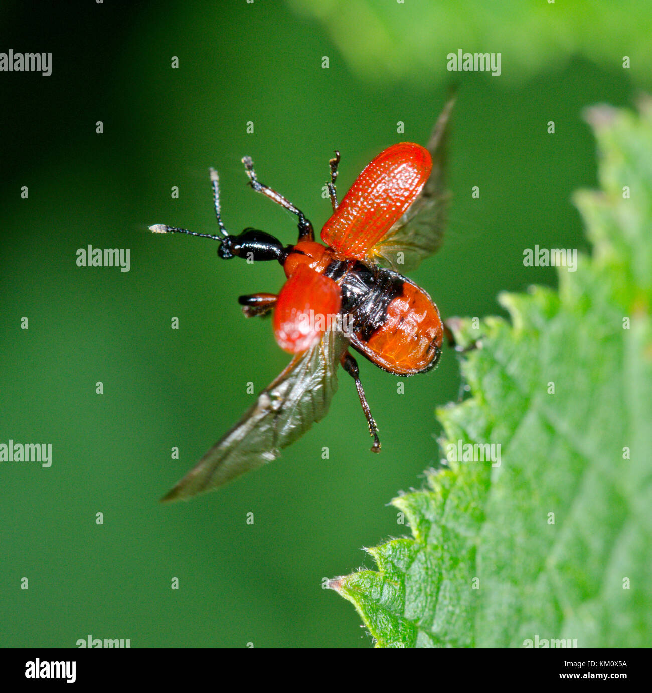 Flying insect Hazel Leaf roller Weevil (Apoderus coryli) Sussex, UK ...