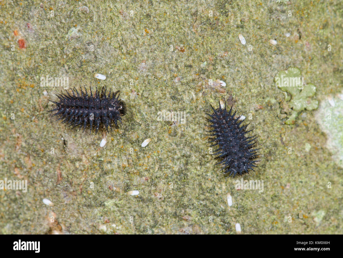 Kidney spot Ladybird Larvae (Chilocorus renipustulatus) on Tree Bark ...