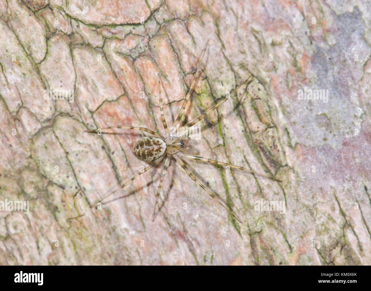 Bark Spider (Drapetisca socialis) on bark - Linyphiidae. Sussex, UK ...
