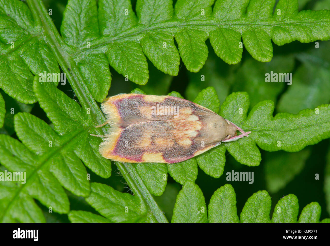 Long-horned Flat-body Micro Moth (Carcina quercana) on Bracken. Sussex ...