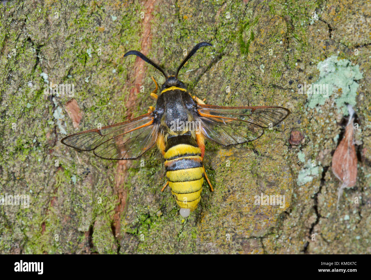 Lunar Hornet Moth (Sesia bembeciformis) voiding waste meconium Stock ...