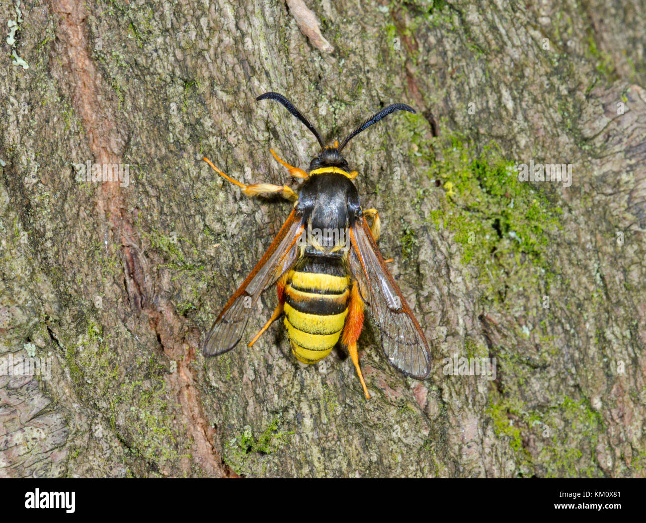 British hornet hi-res stock photography and images - Alamy