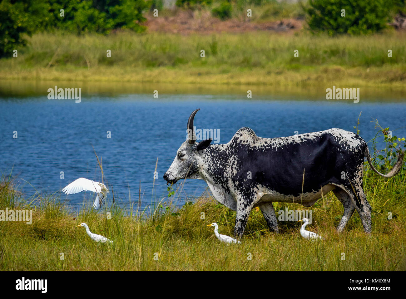 Sanga cattle hi-res stock photography and images - Alamy