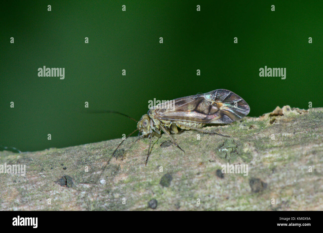 Scarce Barkfly (Mesopsocus immunis) Male on dead branch. Sussex, UK ...