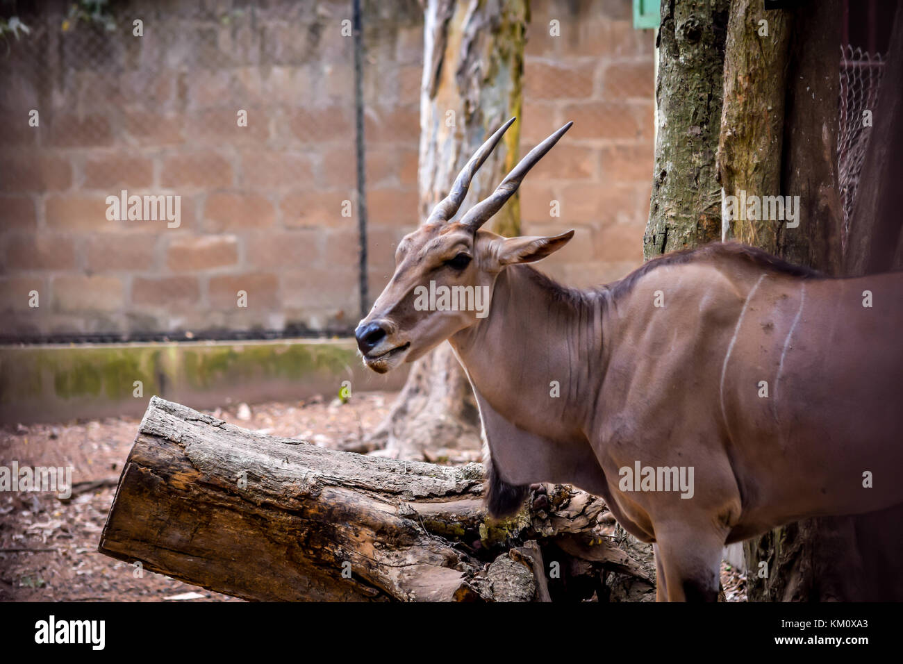 an Antelope in Africa Stock Photo - Alamy