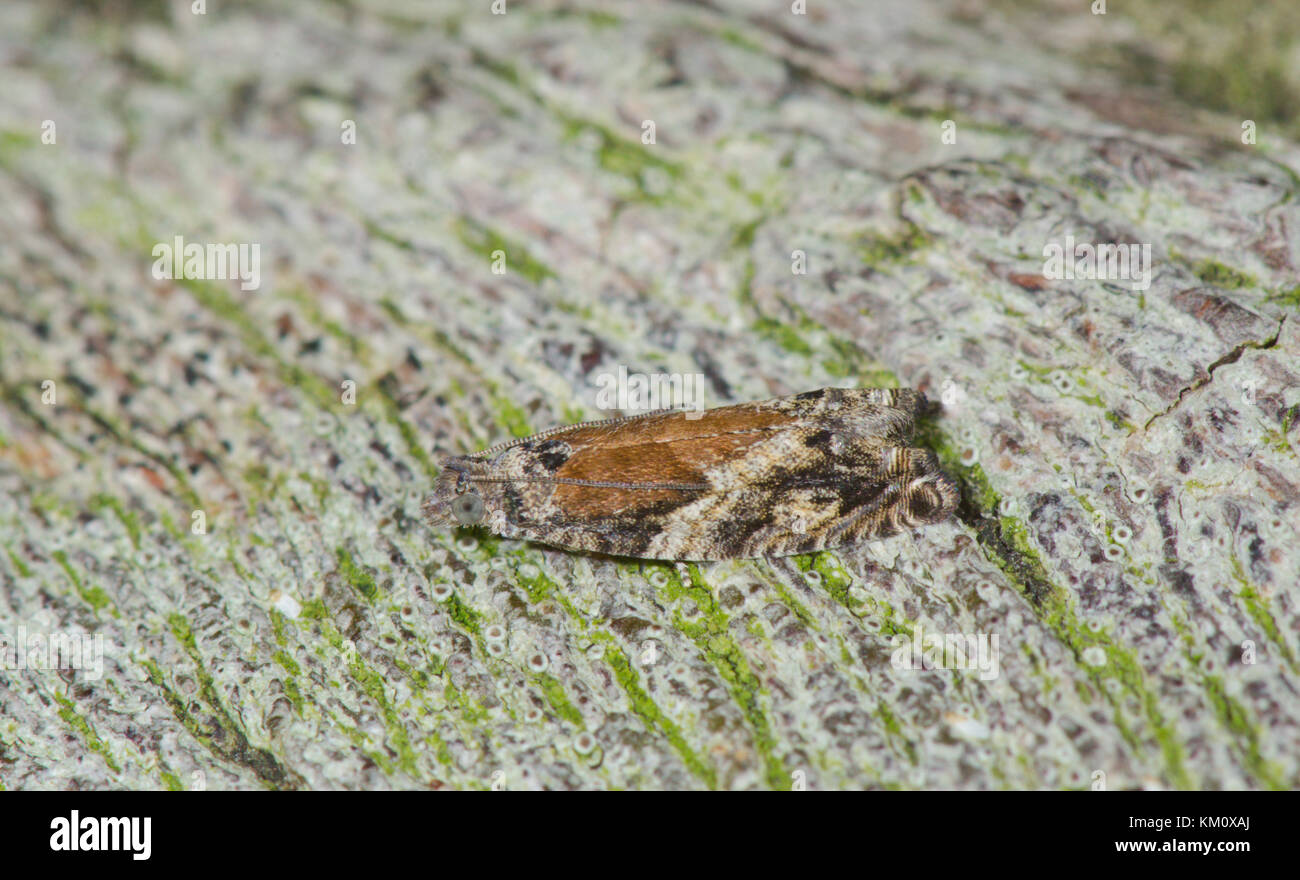 Bell moth hi-res stock photography and images - Alamy