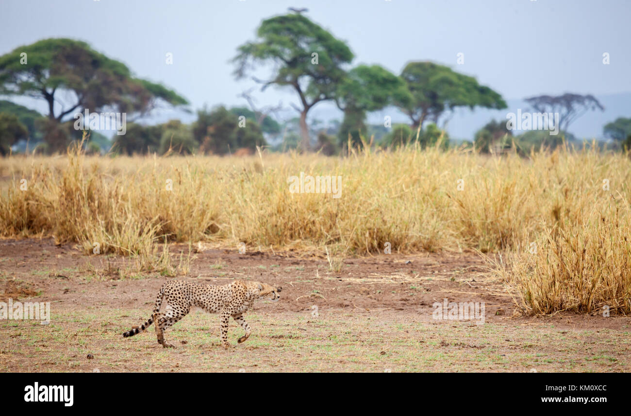 Gepard Running High Resolution Stock Photography and Images - Alamy