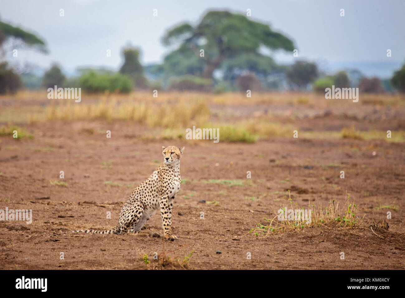 Young gepard is sitting in the savannah, safari in Kenya Stock Photo ...
