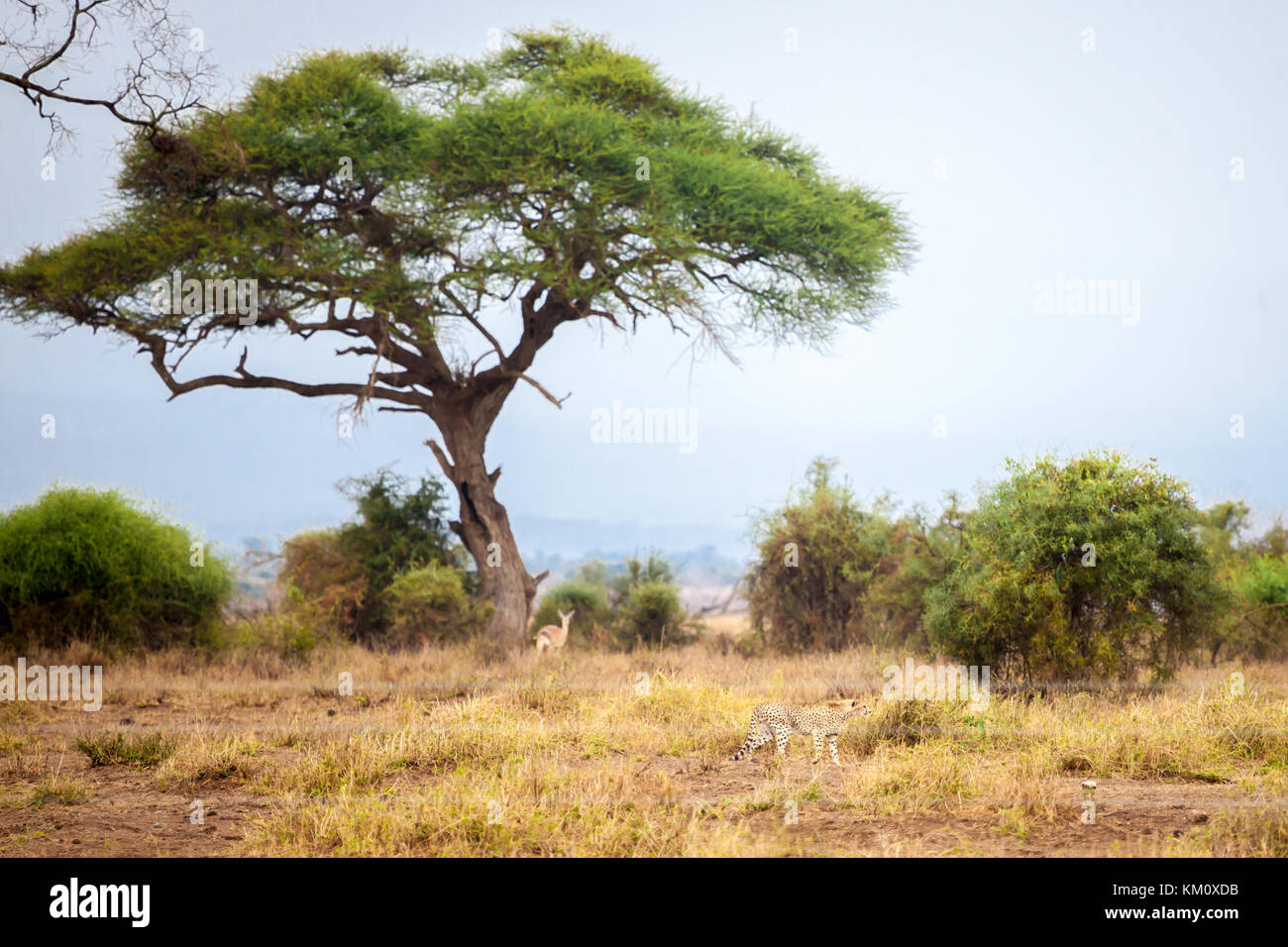 Big tree in the scenery in Kenya, on safari in the savannah Stock Photo ...