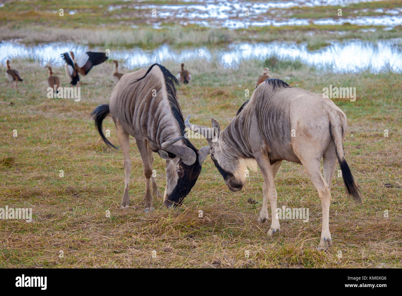 Gnu fighting hi-res stock photography and images - Alamy