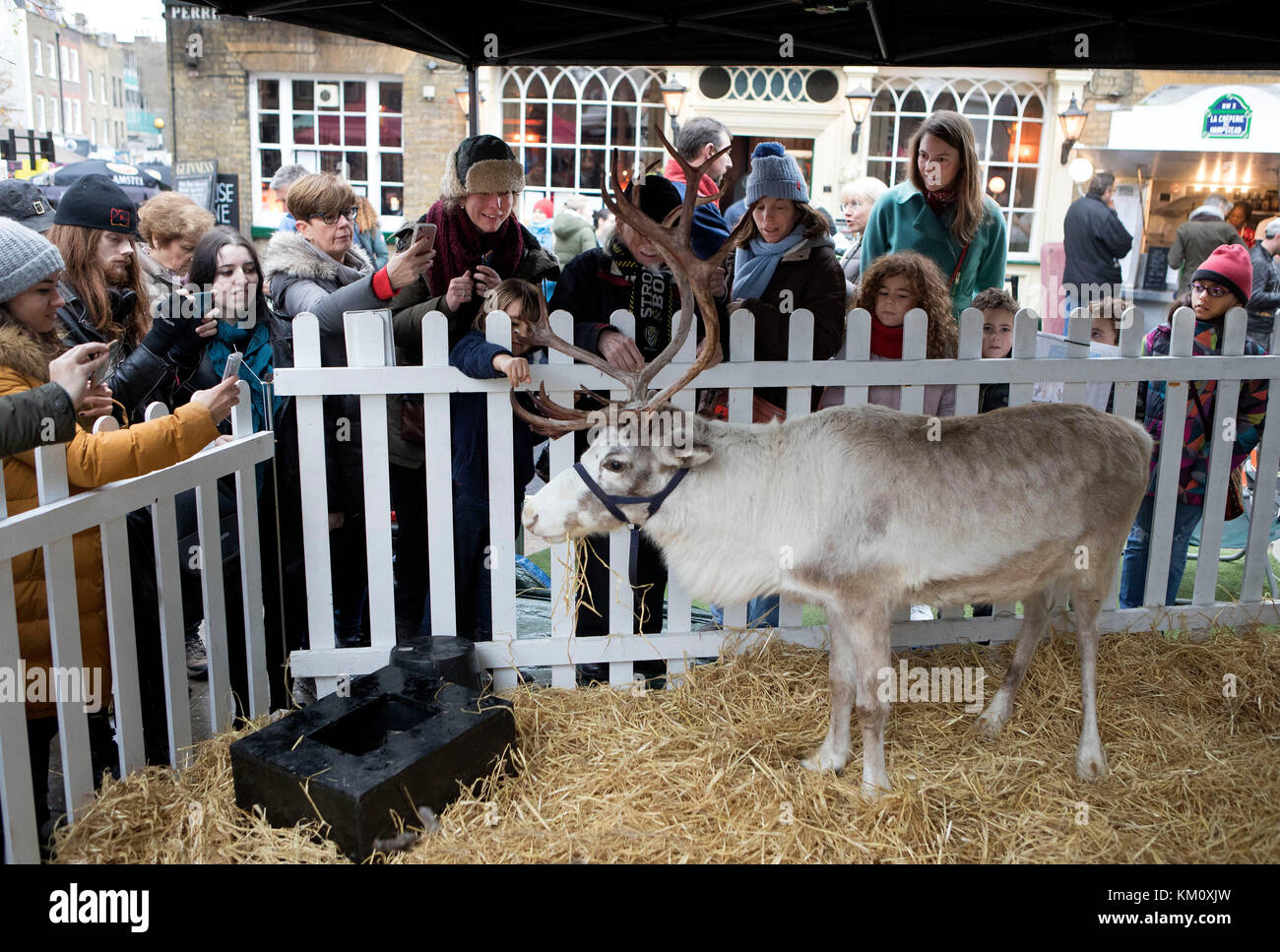 Reindeer enclosure at Hampstead High Street, Christmas festivities ...