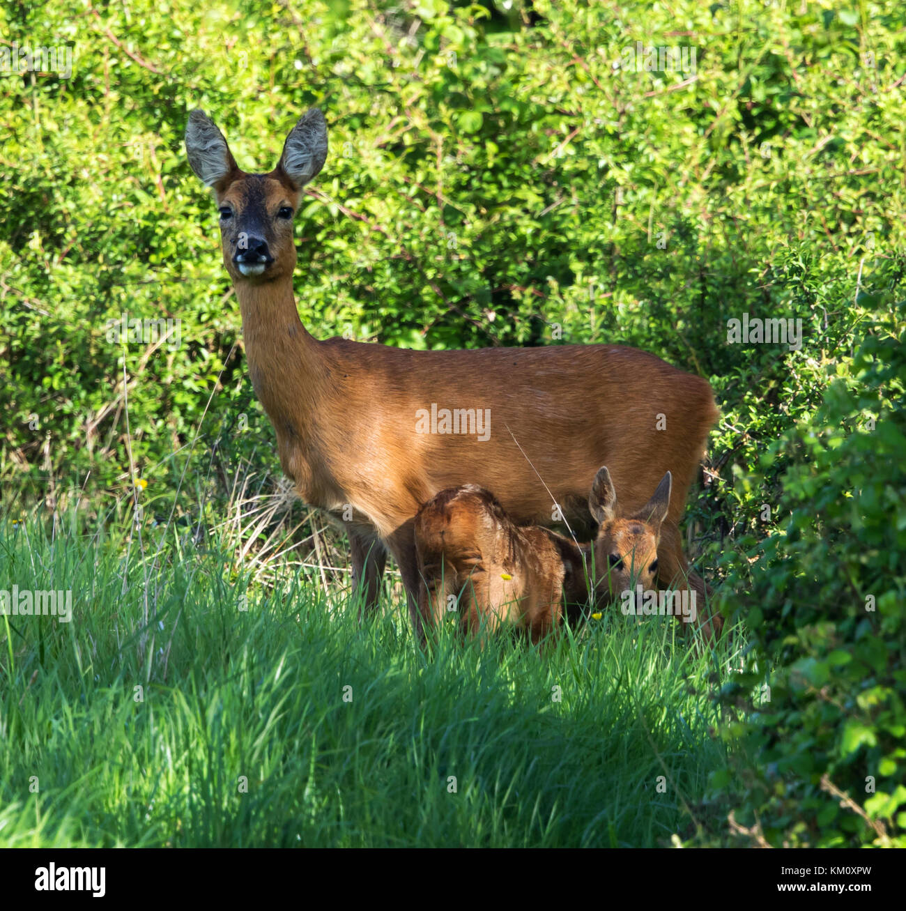 Roe Deer doe with fawn Stock Photo - Alamy