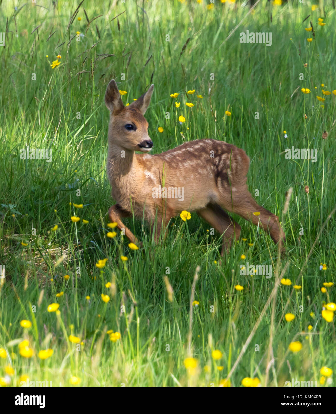 Roe Deer doe with fawn Stock Photo - Alamy