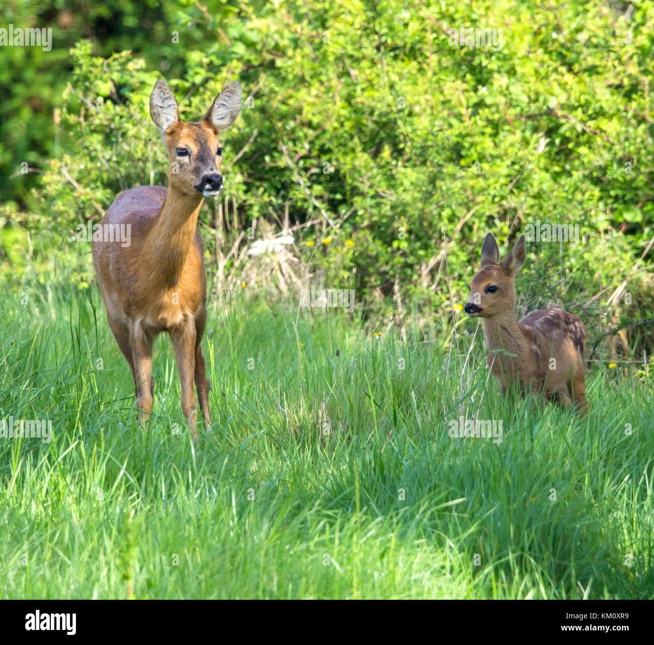 Roe Deer doe with fawn Stock Photo - Alamy