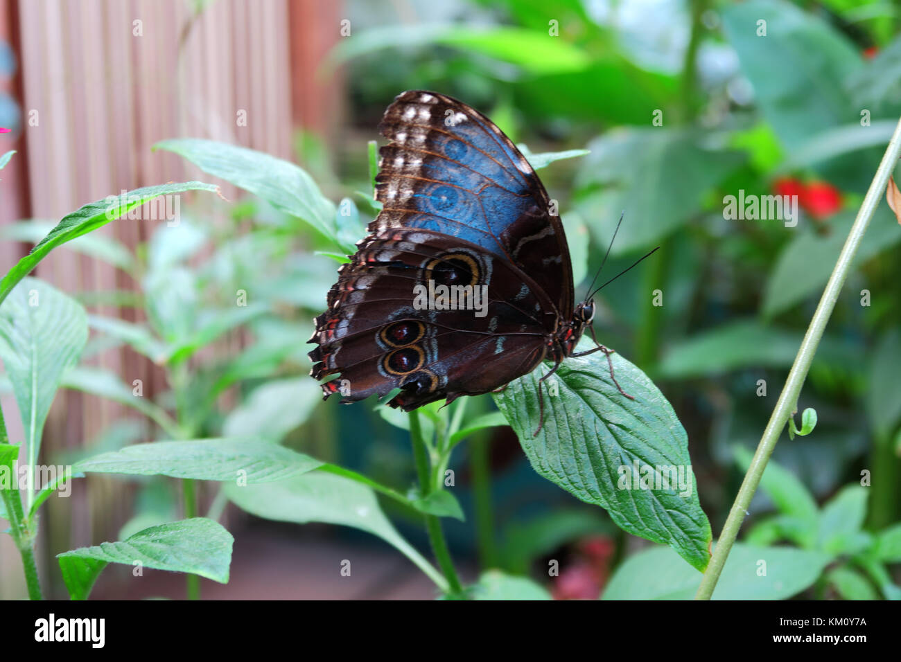 The beautiful Caligo butterfly Stock Photo - Alamy