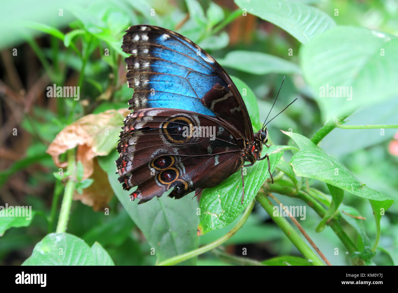 A close up og the beautiful Caligo butterfly Stock Photo - Alamy