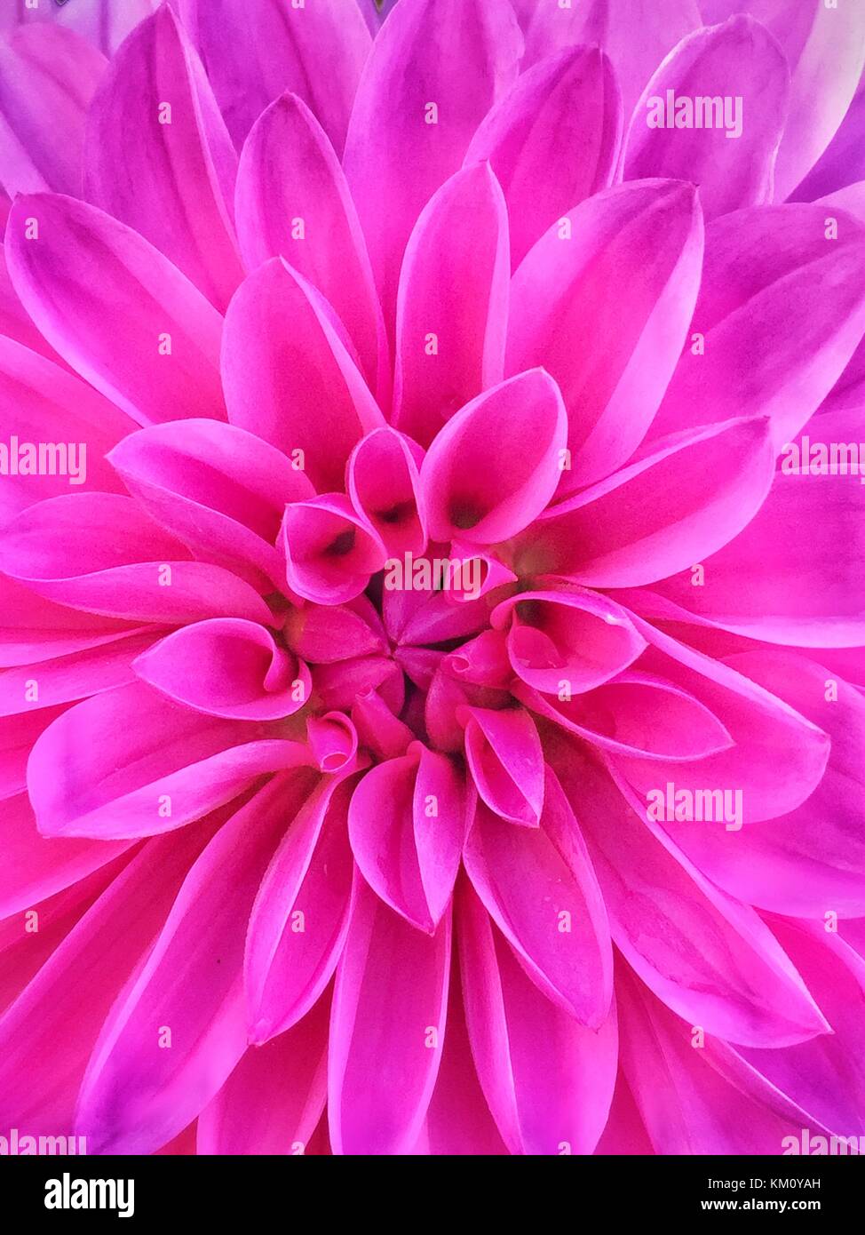 Beautiful single dahlia hi-res stock photography and images - Alamy