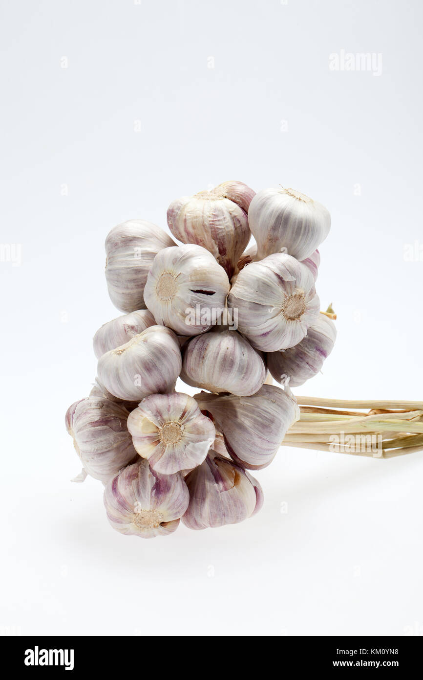 fresh garlic on white background Stock Photo - Alamy