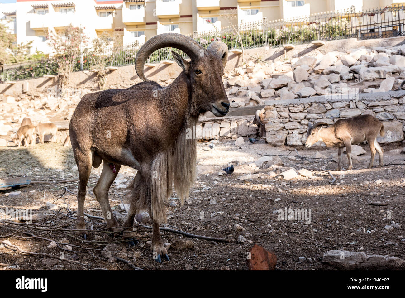 Sheep ram hoof hi-res stock photography and images - Alamy