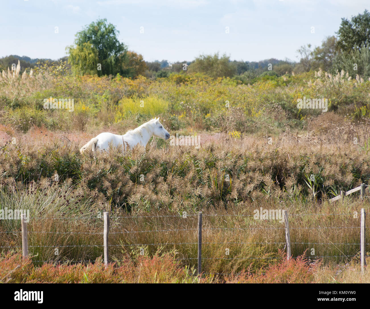A white Camargue horse standing in a lush field surrounded by ...