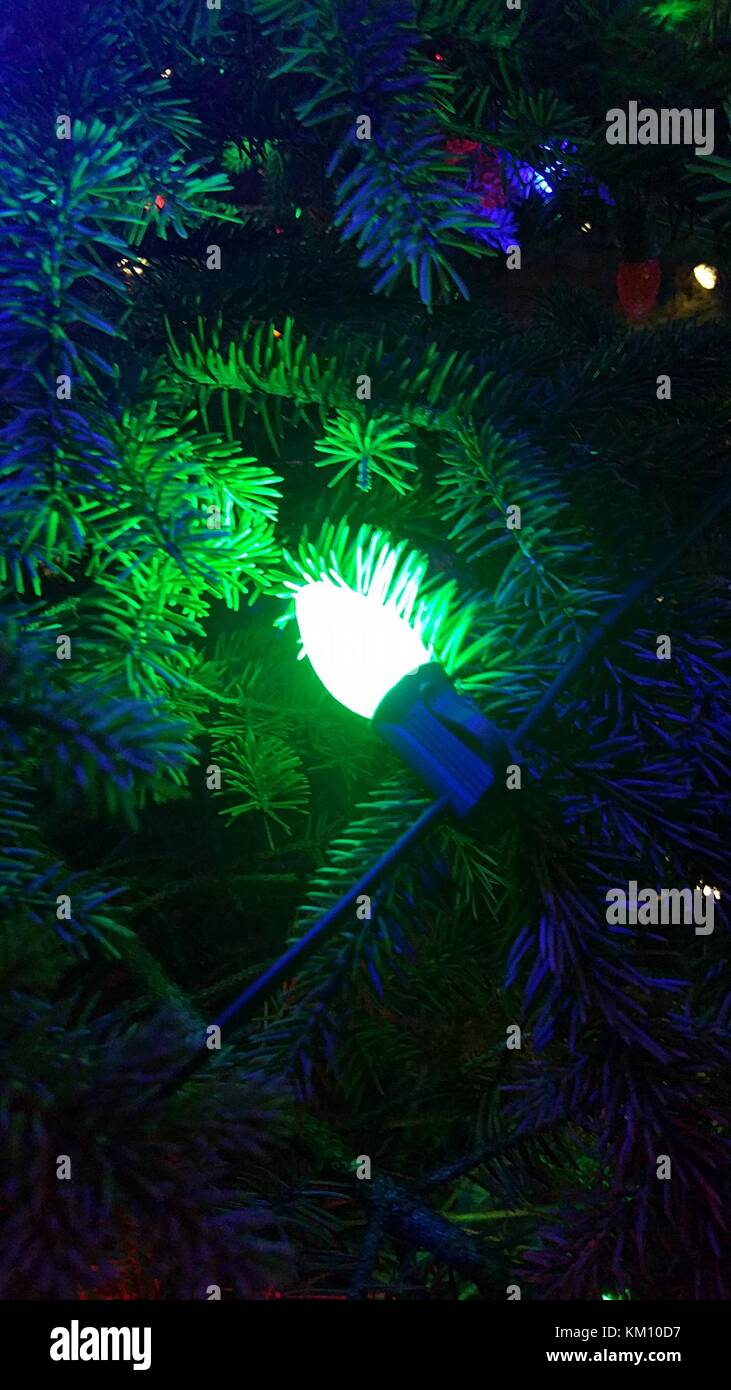 A single green LED Christmas light on a Pine tree Stock Photo - Alamy
