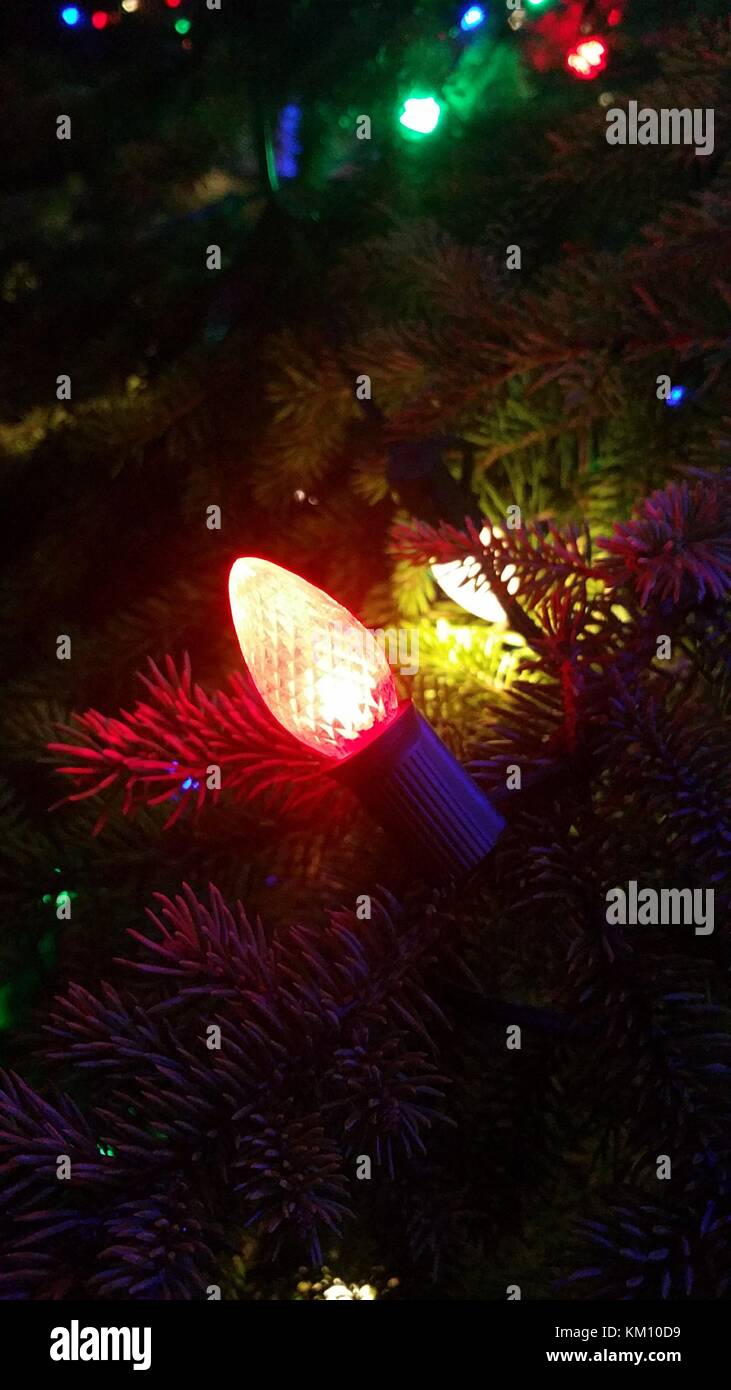 A single red LED Christmas light on a Pine tree Stock Photo - Alamy