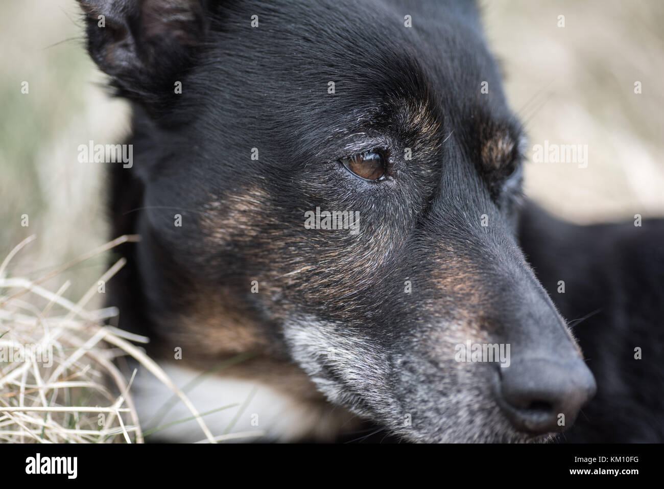 Sad old dog Stock Photo - Alamy