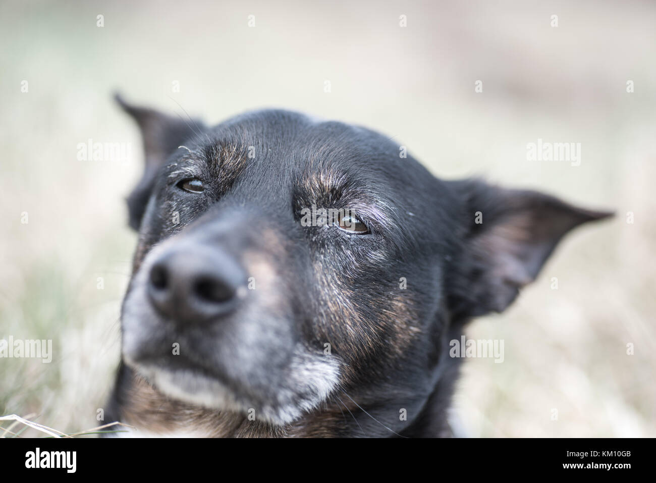 Sad old dog Stock Photo - Alamy