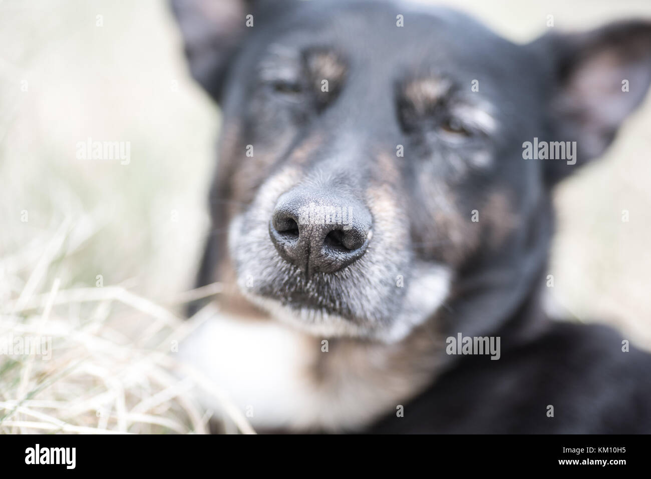 Sad old dog Stock Photo - Alamy