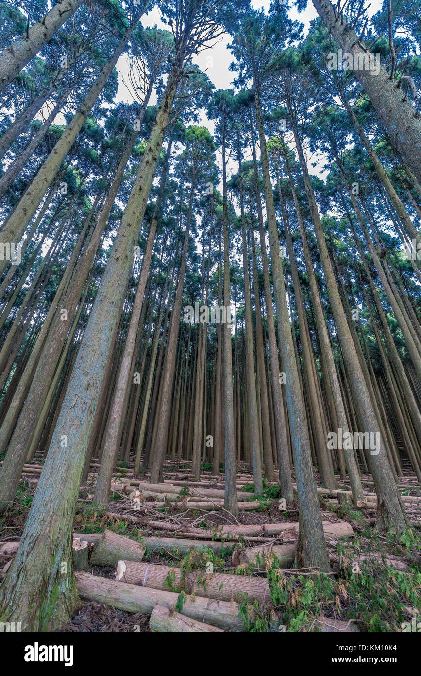Beautiful japanese cedars and pine forest near Tanuki Lake (Tanukiko ...