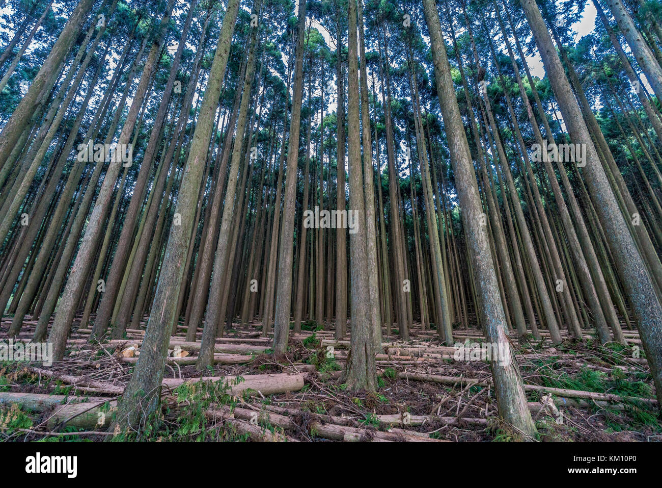 Beautiful japanese cedars and pine forest near Tanuki Lake (Tanukiko ...