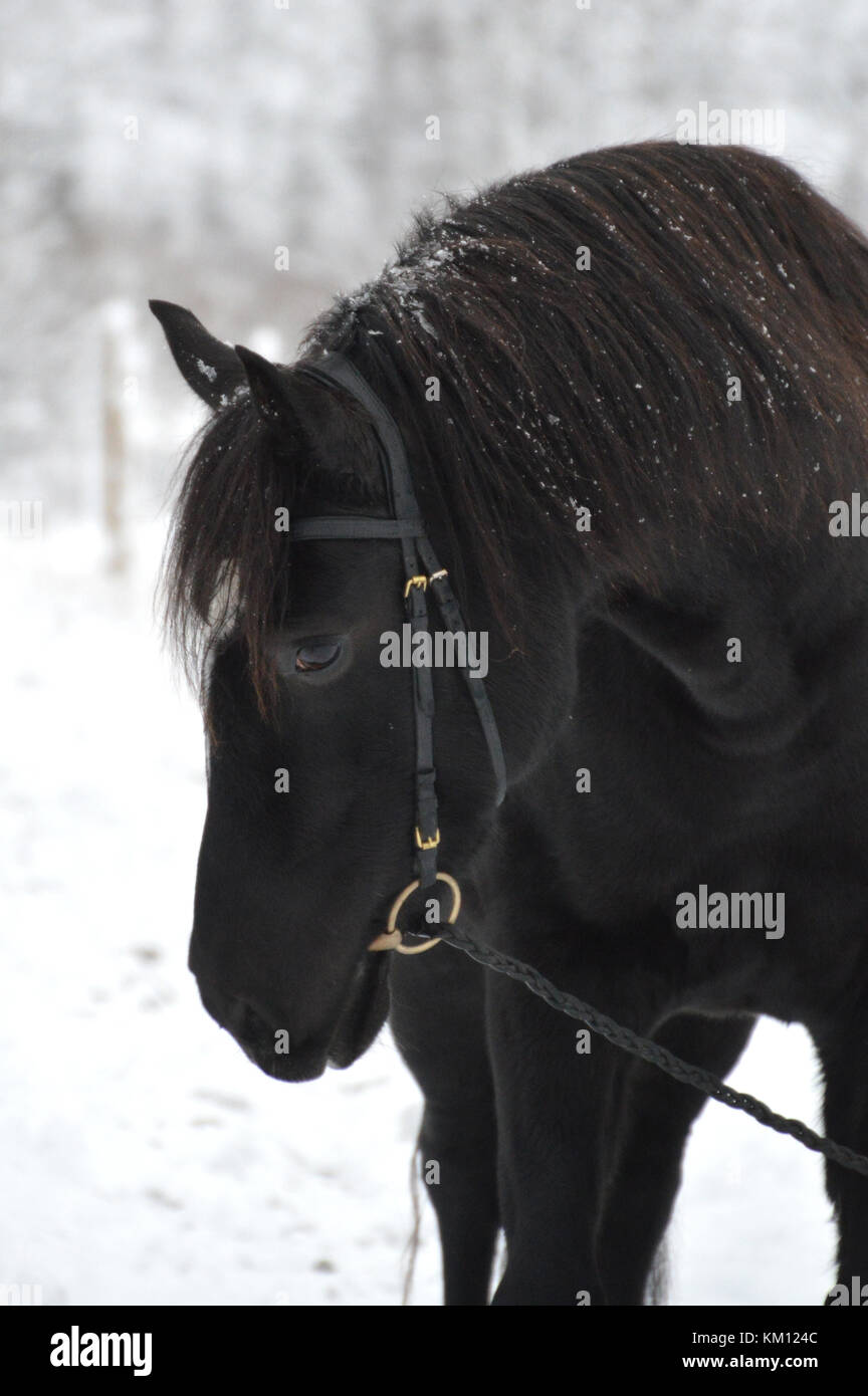 Beautiful black horse in cold snowy scenery Stock Photo - Alamy